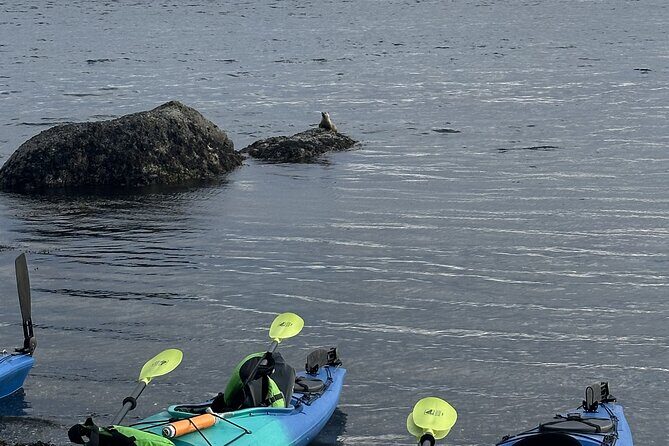 Wildlife Spotting Kayak Adventure on Orcas Island - Authentic Reviews and What They Reveal