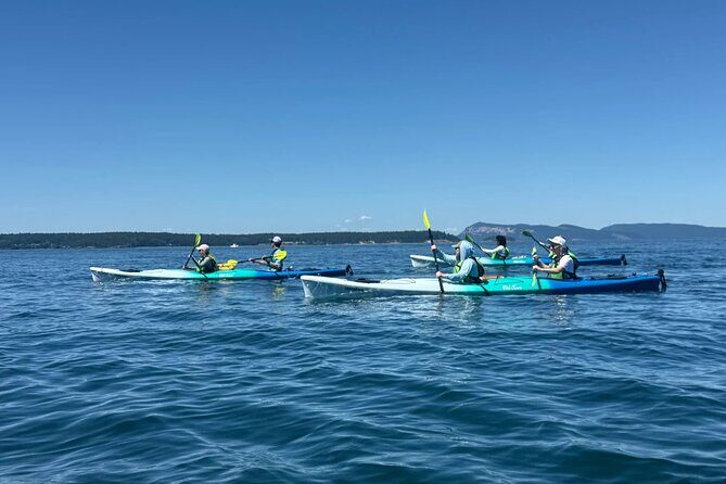 Wildlife Spotting Kayak Adventure on Orcas Island - Final Thoughts: Is This Tour for You?