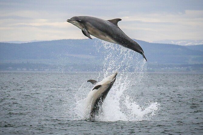 Wildlife Watching Boat Tour - Starting Point and Practicalities