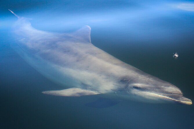 Wildlife Watching Boat Tour - Return and Reflection
