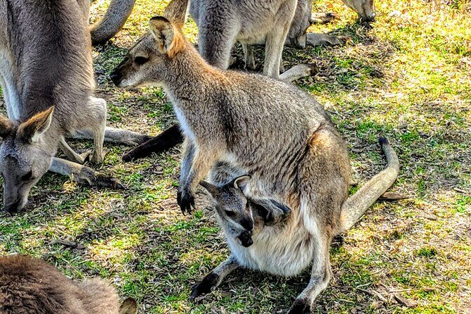 Wildlife, Waterfalls and Wine Day Tour from Sydney - The Sum Up