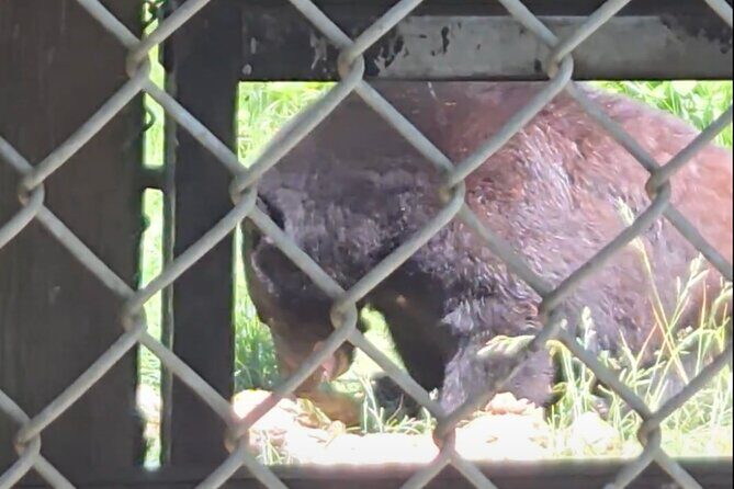 Wildlife, Waterfalls, Caves, Old Growth on Vancouver Island - Why This Tour Is a Great Fit