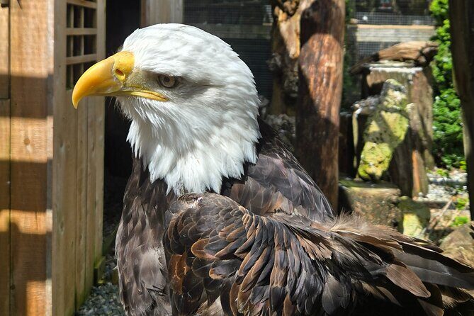 Wildlife, Waterfalls, Caves, Old Growth on Vancouver Island - The Sum Up