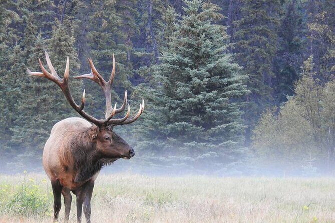 Wildlife Wild Skies: Jasper Planetarium Combo - Authentic Insights from Reviewers