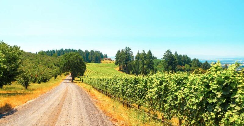 Willamette Valley Wine Tour - Willamette Valley Wine Tour: An In-Depth Review