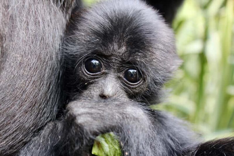 Willowbank Wildlife Reserve Day Entry Ticket - Detailed Review of the Willowbank Wildlife Reserve Experience