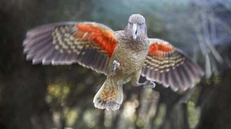 Willowbank Wildlife Reserve Day Entry Ticket - Final Thoughts