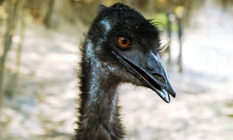 Wilsons Promontory National Park Full-Day Eco Tour - FAQ