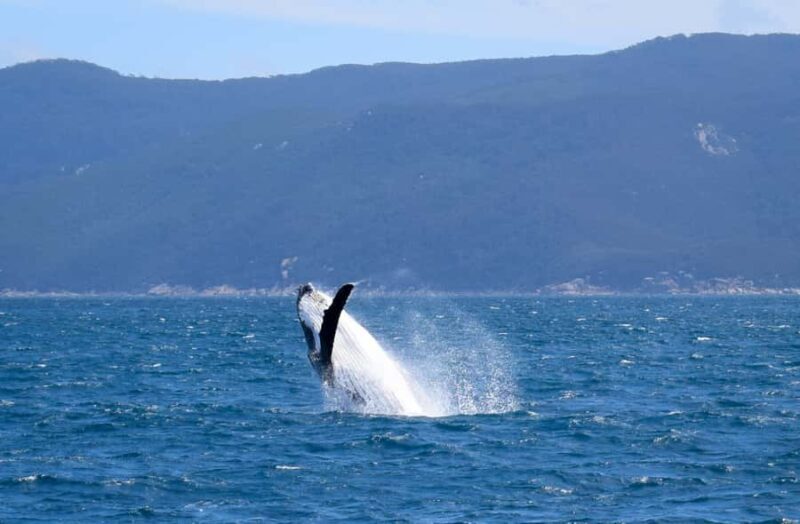 Wilsons Promontory: Whale Spotting Cruise with Lunch - Final Thoughts