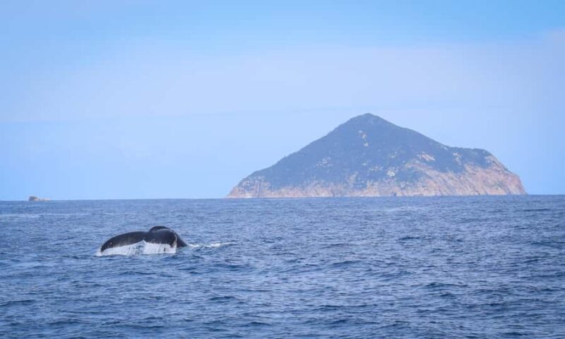 Wilsons Promontory: Whale Spotting Cruise with Lunch - FAQ