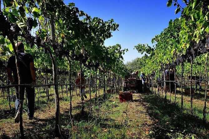 Wine and food tasting - Experience Highlights and Traveler Insights