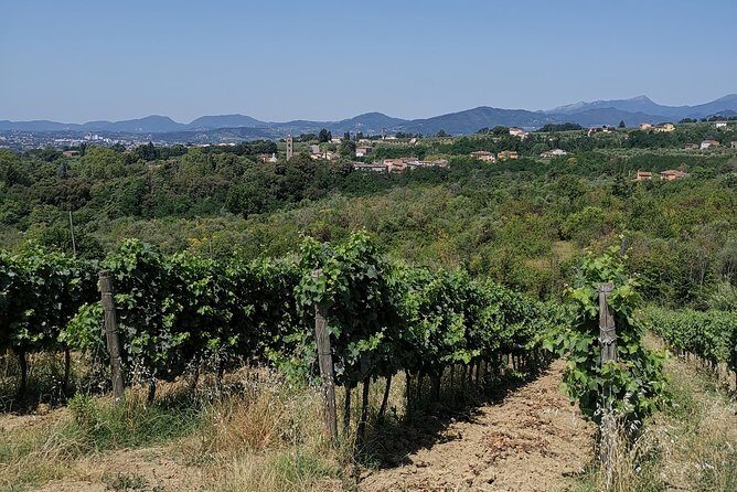 Wine and olive oil tasting & farm tour - Final Thoughts