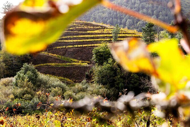 Wine and Scenic Beauty in Douro Valley - Key Points