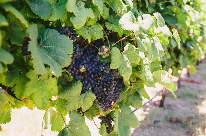 Wine, Brew and Spirits Tasting with lunch included - Authentic Experiences from Reviewers