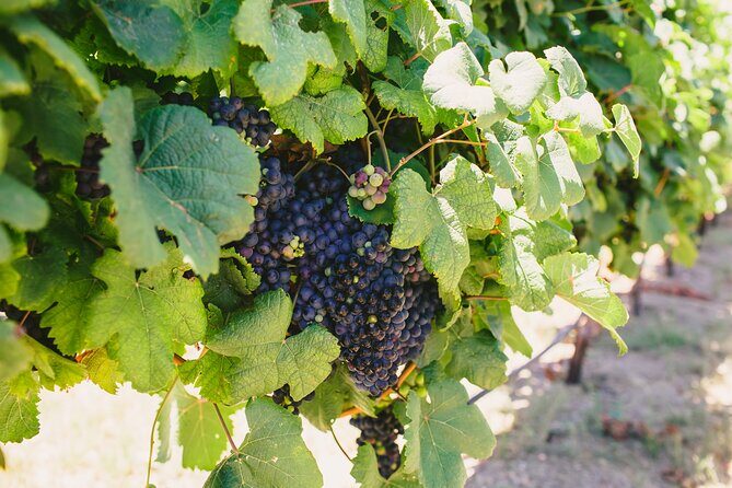 Wine, Brew and Spirits Tasting with lunch included - Is This Tour Worth the Price?