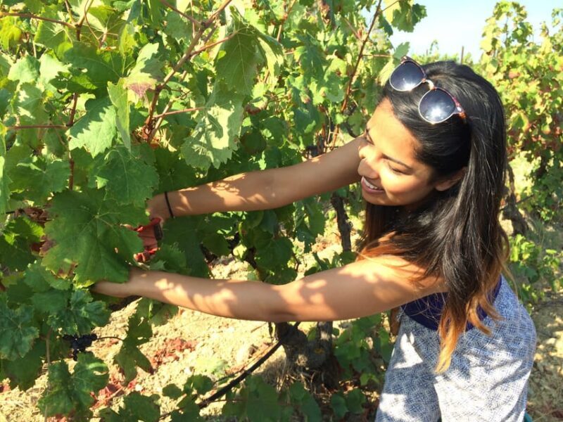 Wine Experience around Cagliari - Who This Tour Is Best For