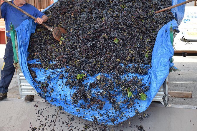 Wine Experience - Frequently Asked Questions