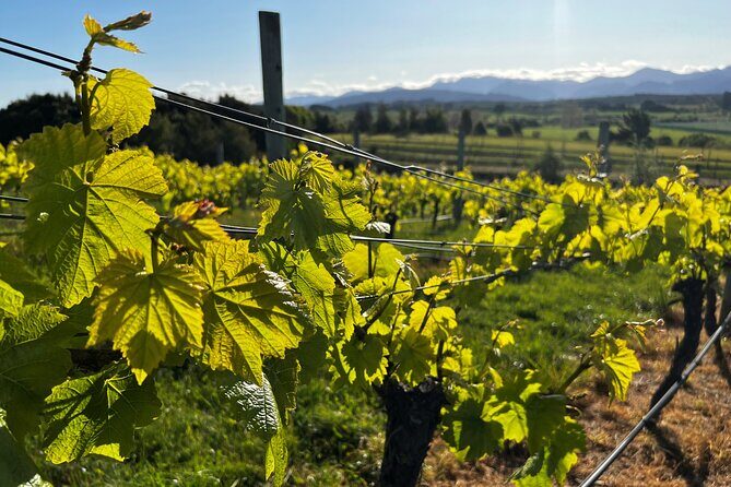 Wine Exposed Nelson Winery Tour - Exploring the Nelson Winery Tour