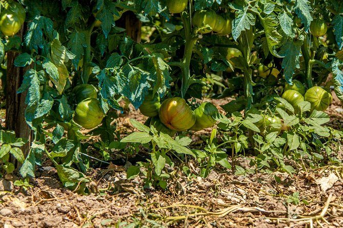 Wine & Food Tasting in Villarena - Who Should Consider This Tour?