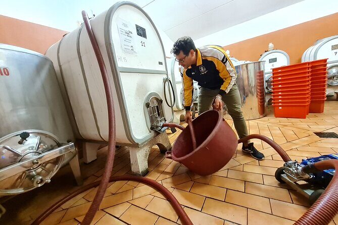 Wine & Oil Tasting Experience - An In-depth Look at the Experience