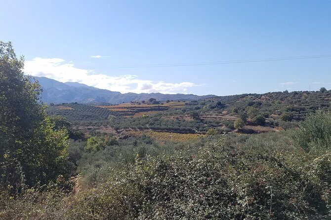 Wine, Olive Oil, and Honey Tour with Winemaker - Why This Tour Offers Excellent Value