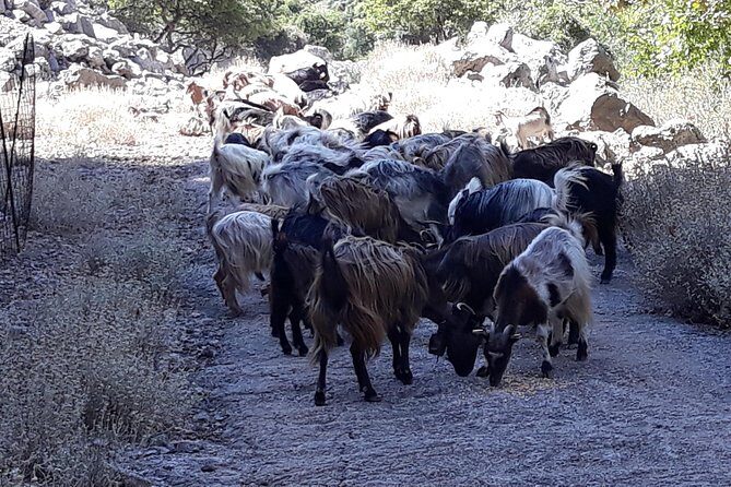 Wine & Olive Oil Tour with Lunch at Milia Mountain Retreat - FAQs