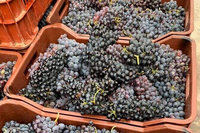 Wine Raki Olive Oil Tasting and Pottery - Private Tour - Key Points