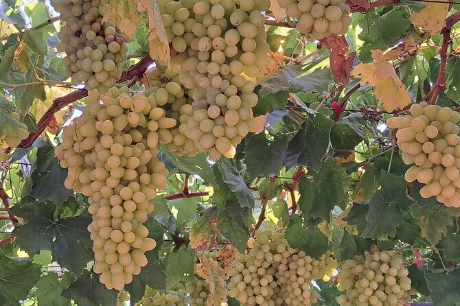 Wine Raki Olive Oil Tasting and Pottery - Private Tour - Real Traveler Insights