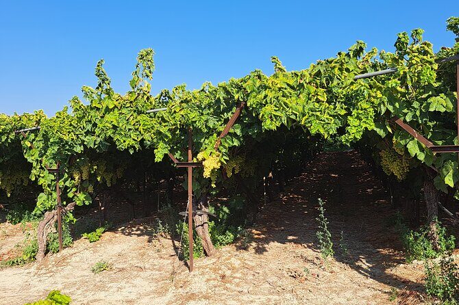 Wine Raki Olive Oil Tasting and Pottery - Private Tour - Why This Tour Works for You