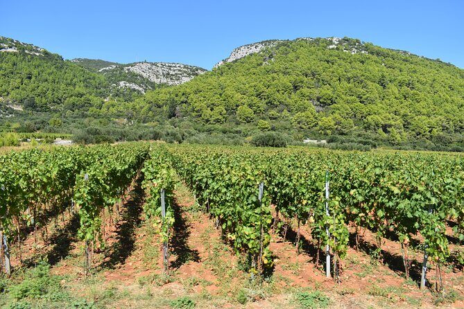 Wine & Sightseeing Tour Korcula - Key Points