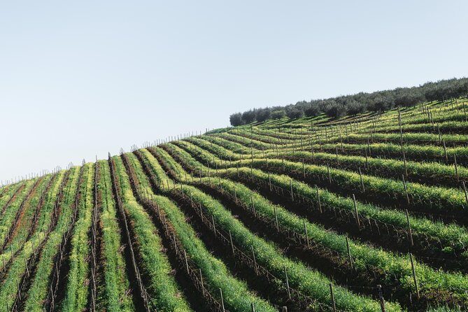 Wine & Tapas tour by electric bike (e-bike) including Ronda pickup (full day) - Discovering the White Villages of Ronda on Electric Bikes