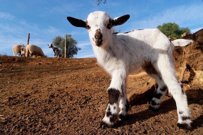 Wine Tasting and Art Tour - Authentic Insights From Reviewers