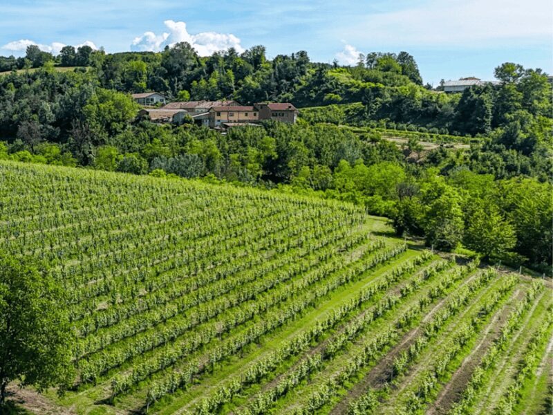 Wine Tasting and Food Pairings in Langhe and near Alba - Final Thoughts: Who Will Love This?