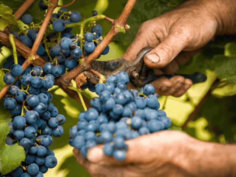Wine Tasting and Food Pairings in Langhe and near Alba - FAQ