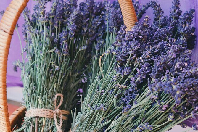 Wine Tasting and lavender Farm Tours - Exploring the Niagara Wine & Lavender Tour in Depth