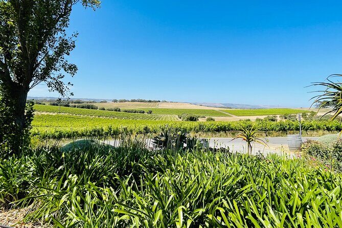 Wine Tasting and Lunch Private Tour in McLaren Vale - Authentic Experiences and Cultural Highlights