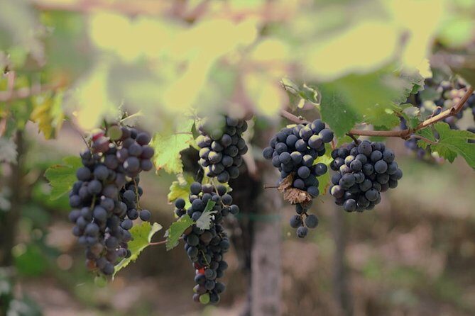 Wine Tasting and Tour Lacryma Christi Vesuvio - Final Thoughts