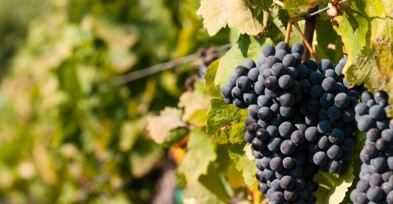 Wine Tasting and Typical Tastings in the Val di Noto - Key Points