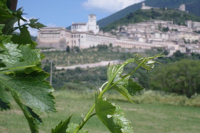 Wine tasting and walk in the Vineyard of Assisi - Wine Tasting and Walk in the Vineyard of Assisi: A Deep Dive into Umbria’s Flavors