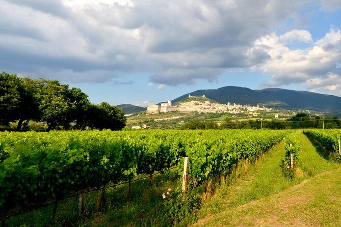 Wine tasting and walk in the Vineyard of Assisi - FAQ