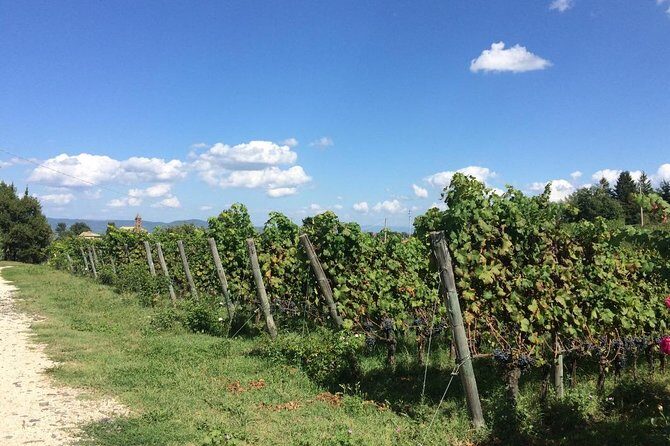 Wine Tasting and Winery tour - The Sum Up