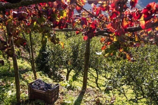 Wine tasting at the Apicella winery - What You’ll Experience and Learn