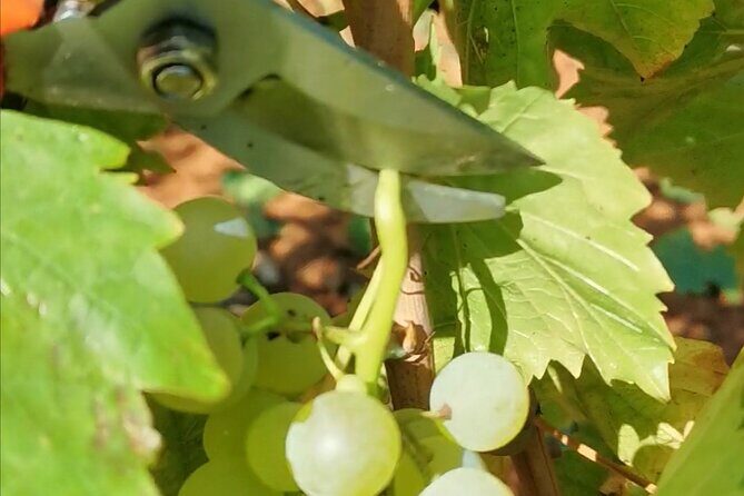 Wine Tasting Experience at the organic winery in ian - The Winemaker: Bruno