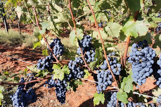 Wine Tasting Experience at the organic winery in ian - Food and Local Specialties