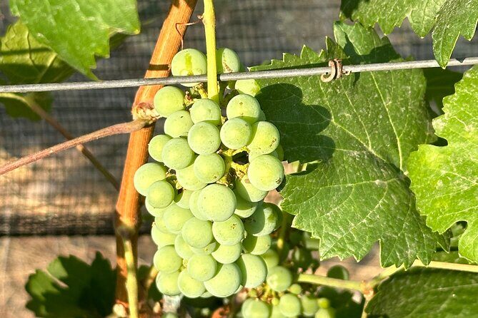 Wine Tasting experience in San Miguel de Allende - An In-Depth Look at the San Miguel Wine Tasting Tour