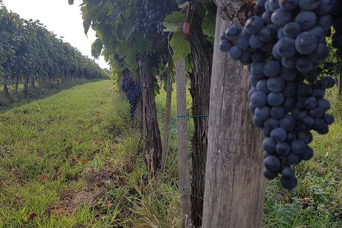 Wine tasting in Montepulciano and visit to Pienza, in Tuscany from Rome - A Closer Look at the Tuscany Experience
