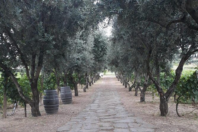 Wine tasting in Roman Countryside: 3-hour tour from Rome - The Value of the Experience