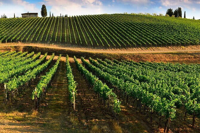 Wine tasting in TWO family wineries around Florence - The Authenticity Factor