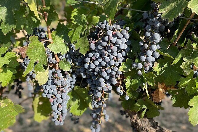 Wine tasting tour - Final Thoughts