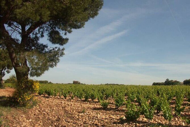 Wine Tasting Tour at Châteauneuf du Pape - Price and Value: Is It Worth It?